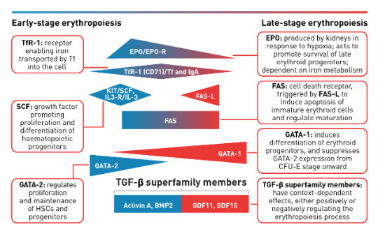 Normal and ineffective erythropoiesis